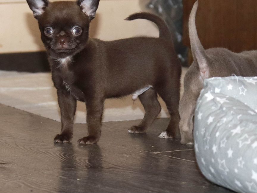 Чикаго. Чихуа Бэби-фэйс доcтавкoй и видео