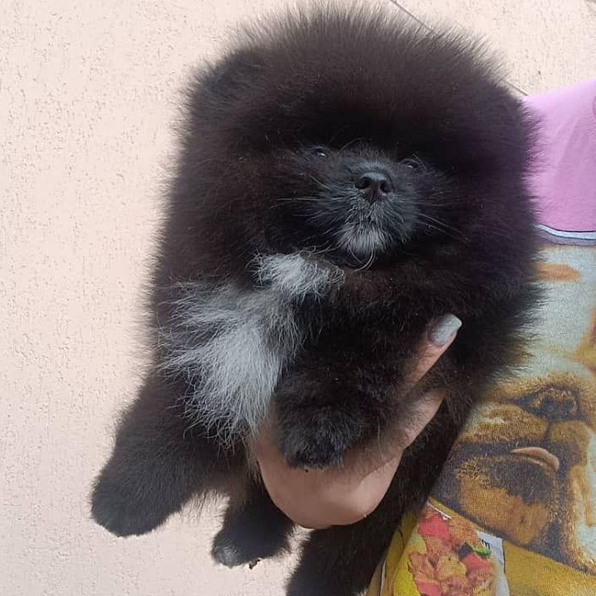 Померанский шпиц, щенок