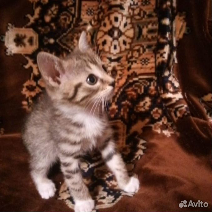 Котенку нужен дом или передержка, грозит улица