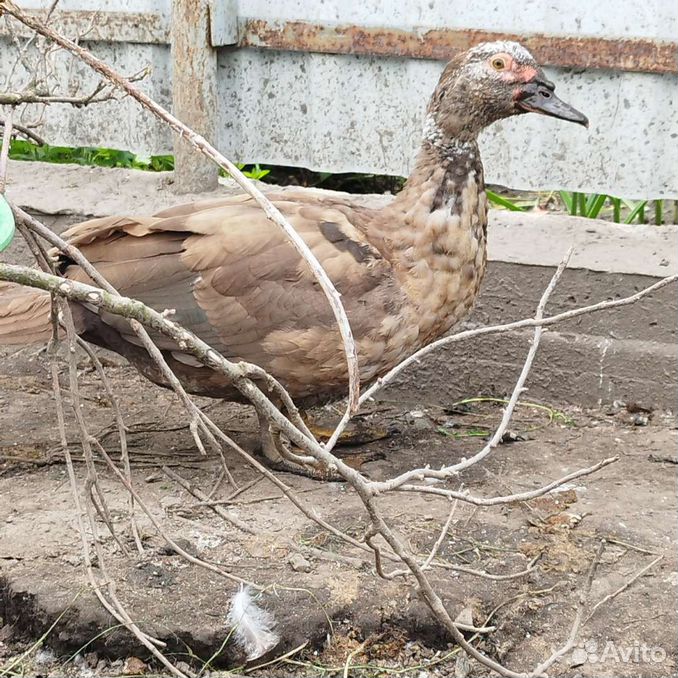 Мускусные утки