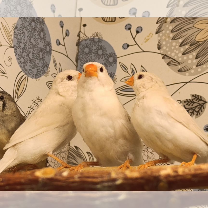 Амадины в зебровые самки