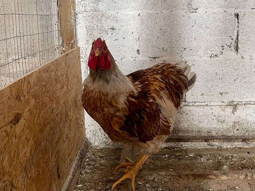 Петух виандот