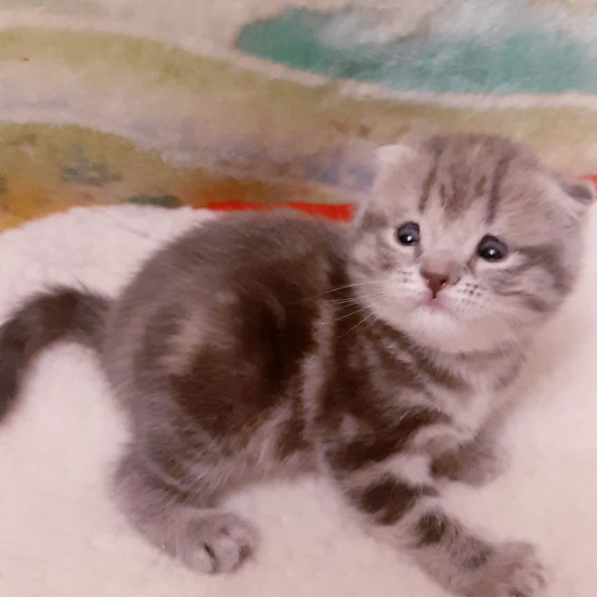 Шотландские котята