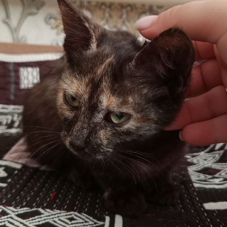 Кошечка