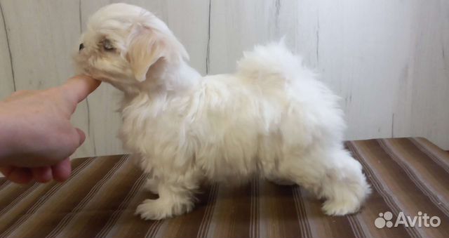 Красивый мальчик мальтезе