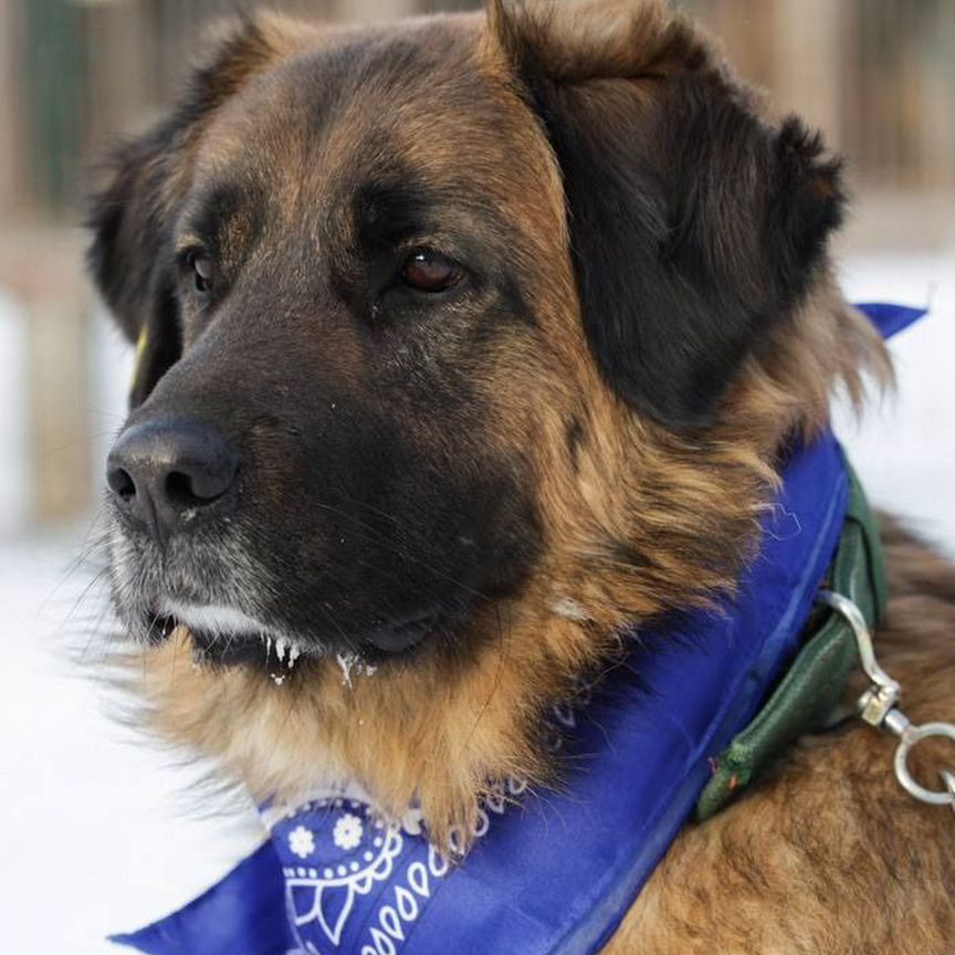 Взрослый пёс в добрые руки