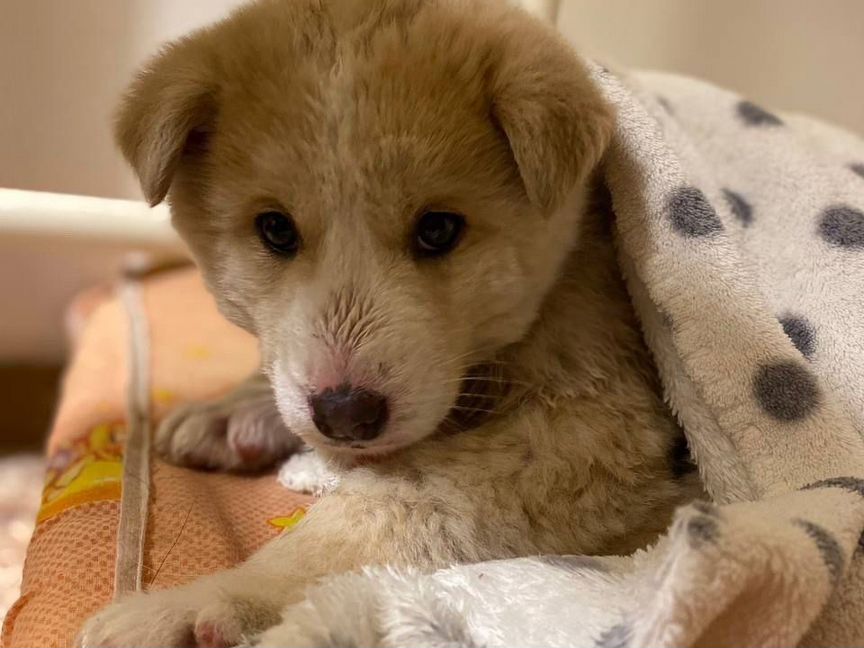 Милый щенок