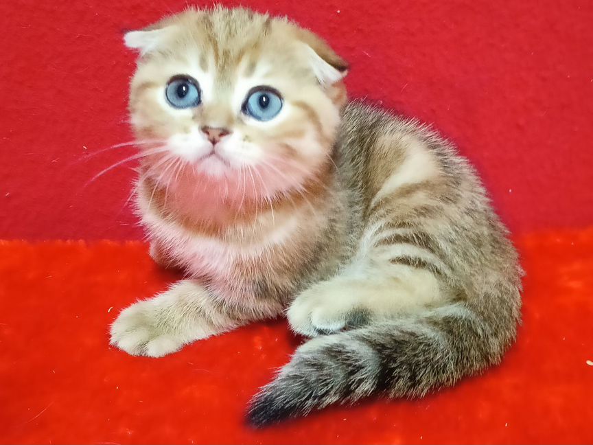 Шотландские золотые мраморные котята