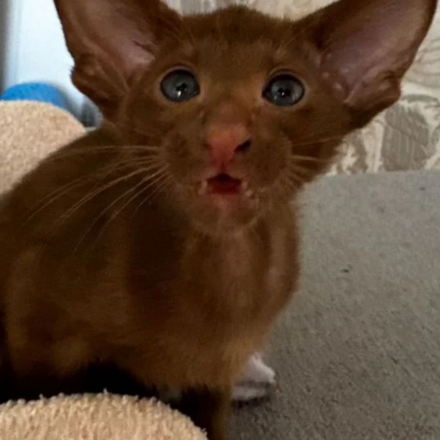 Ориентальный котёнок