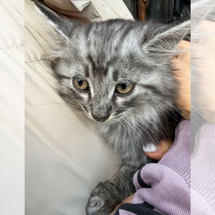 Котята в добрые руки бесплатно маленькие