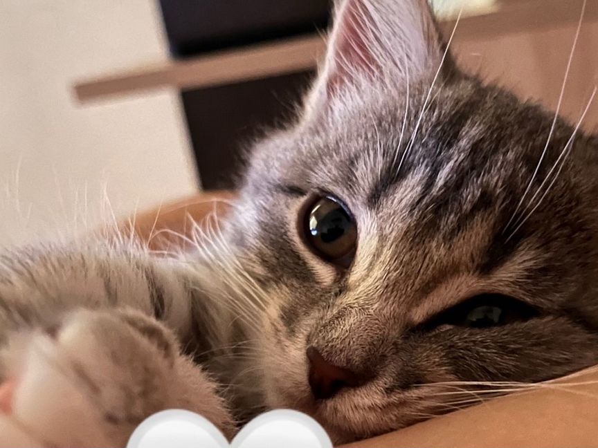 Котенок Сильвер 3 месяца