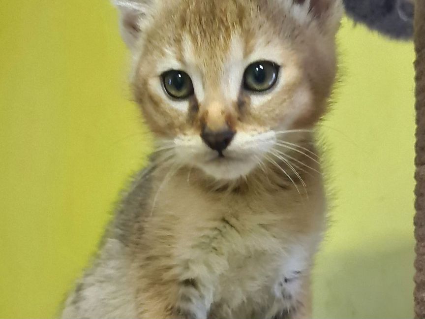 Котята чаузи ф1