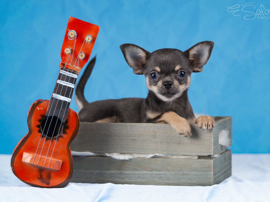 Шикарный малыш чихуа