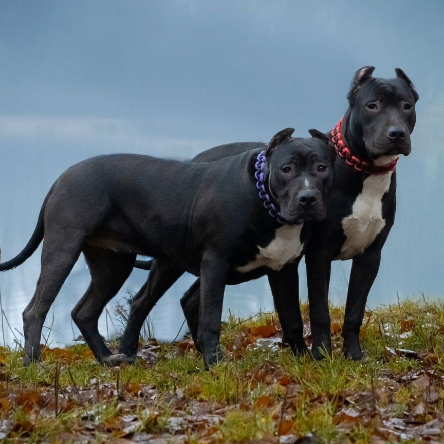 Американский питбультерьер, щенок