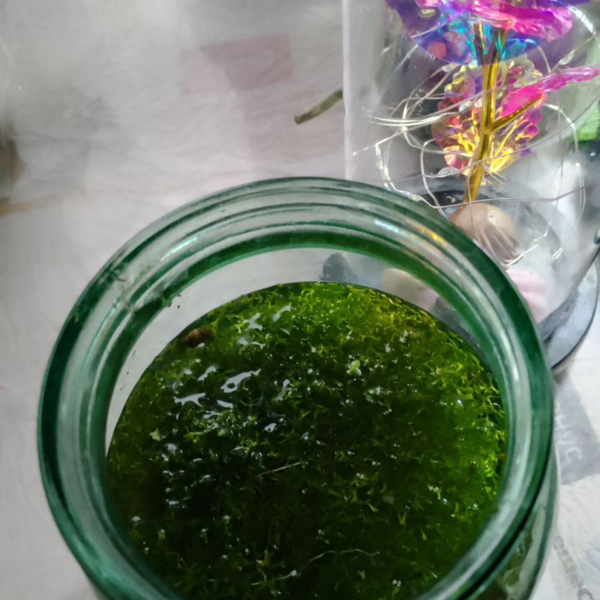 Отдам траву для аквариумов