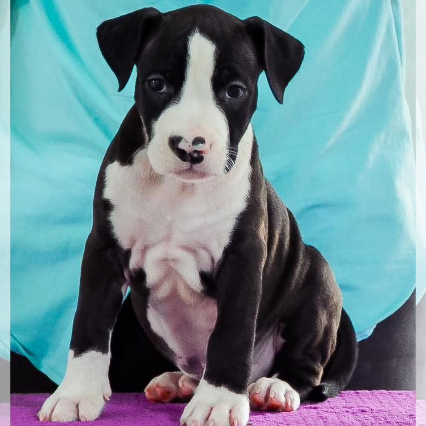 Американский стаффордширский терьер, щенок