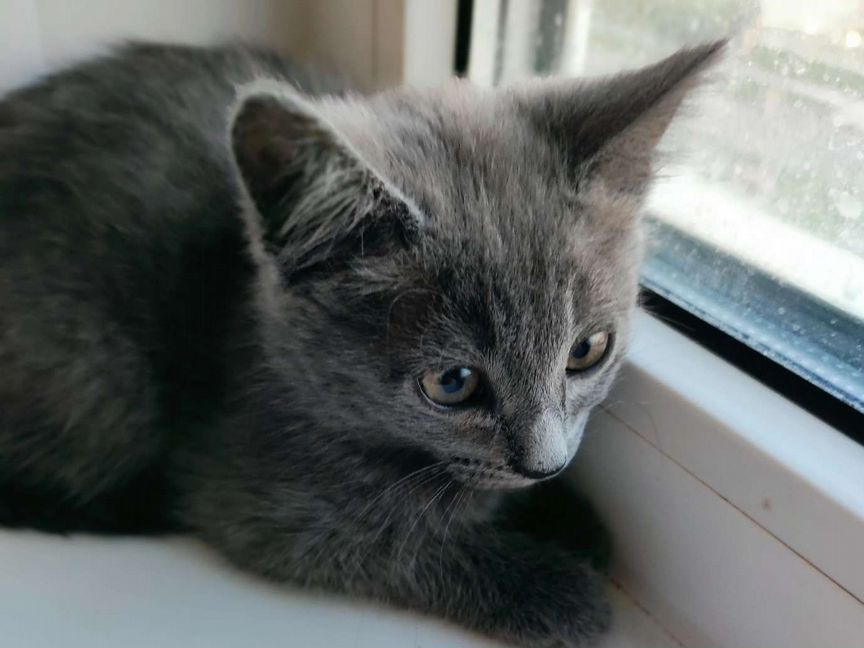 Котята
