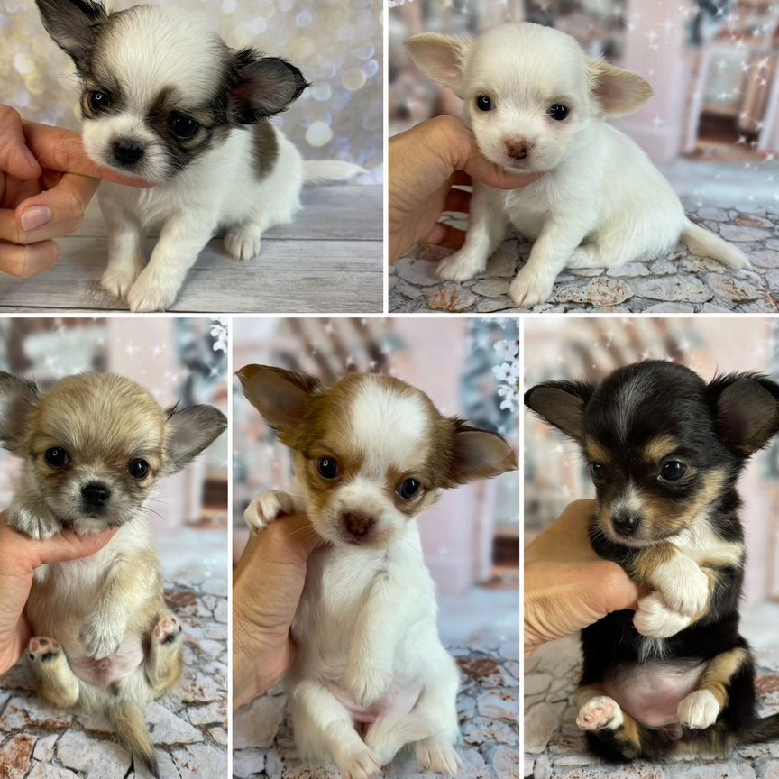 Щенки чихуахуа