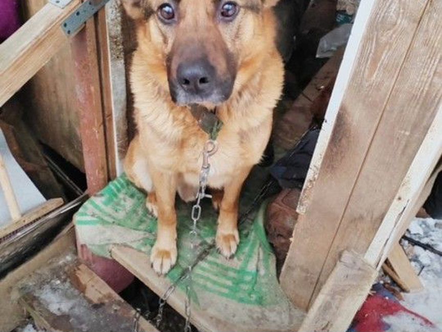 Собачка и котики ищут новый дом