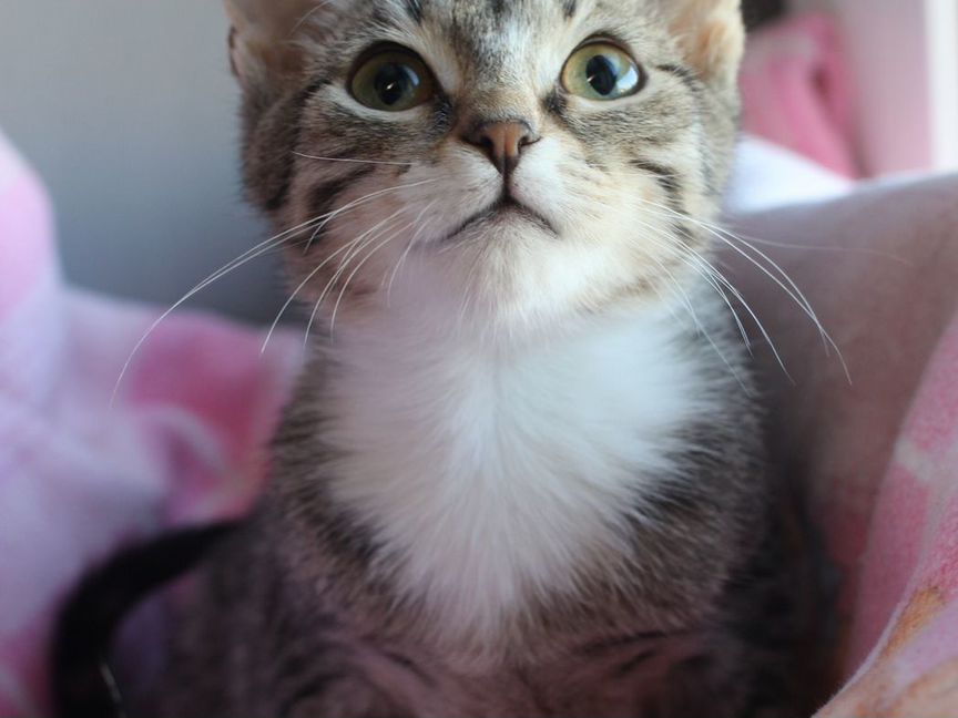 Котёнок Стёпка в добрые руки