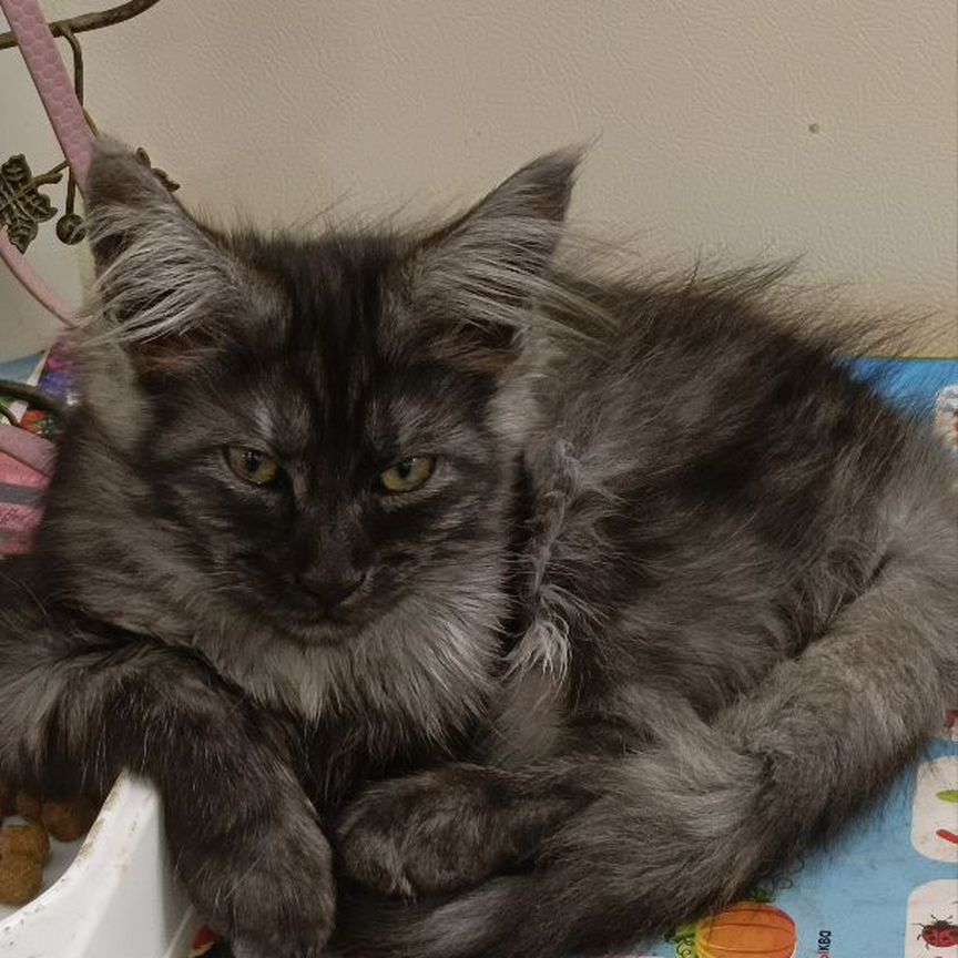 Котёнок породы Мэйн-Кун девочка в любимцы