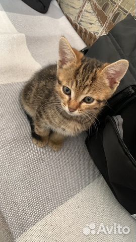 Котенок