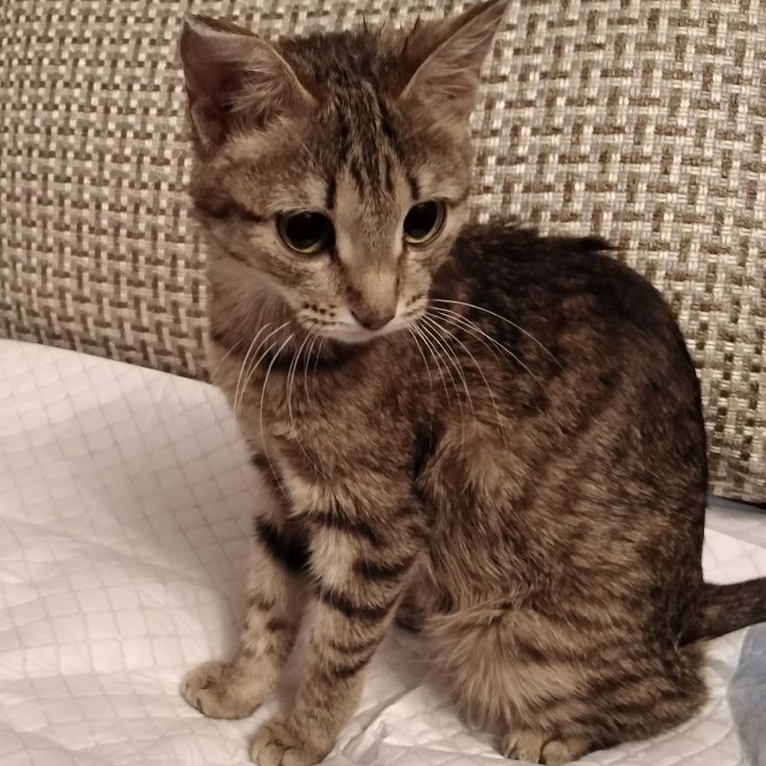 Котёнок в добрые руки