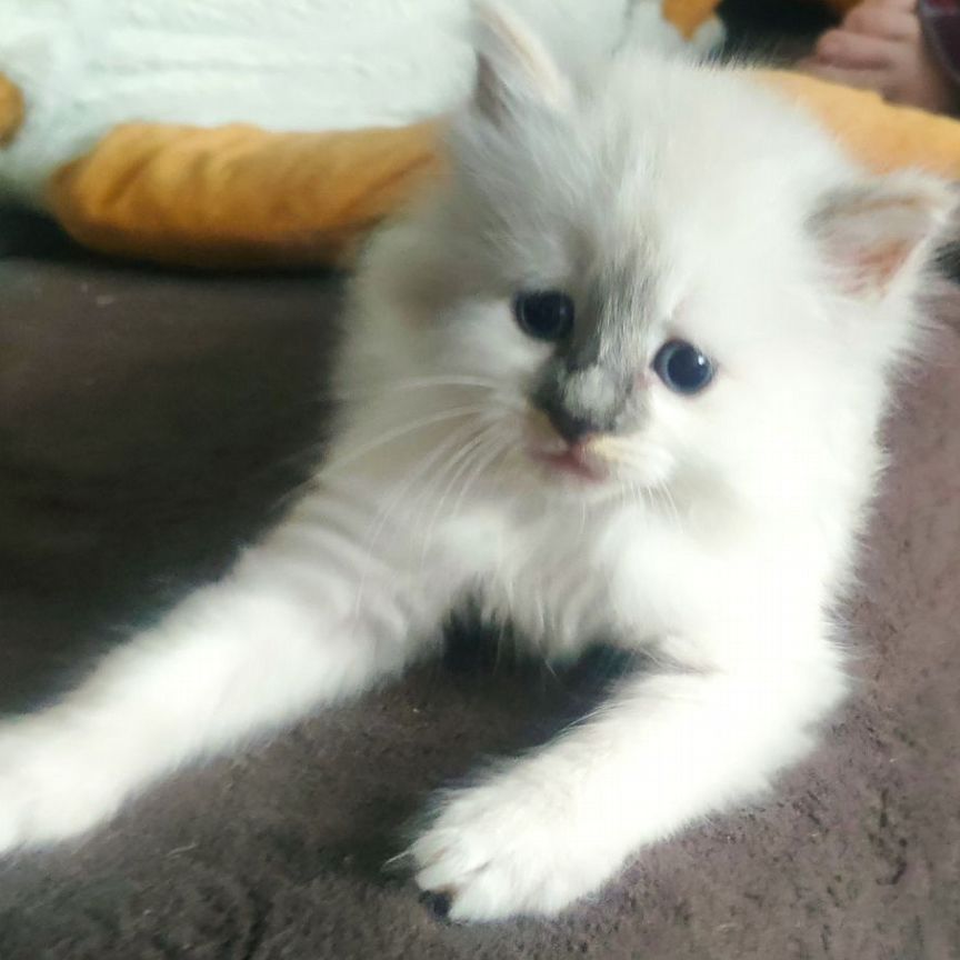 Котята