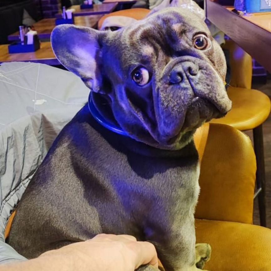 Французский бульдог щенки