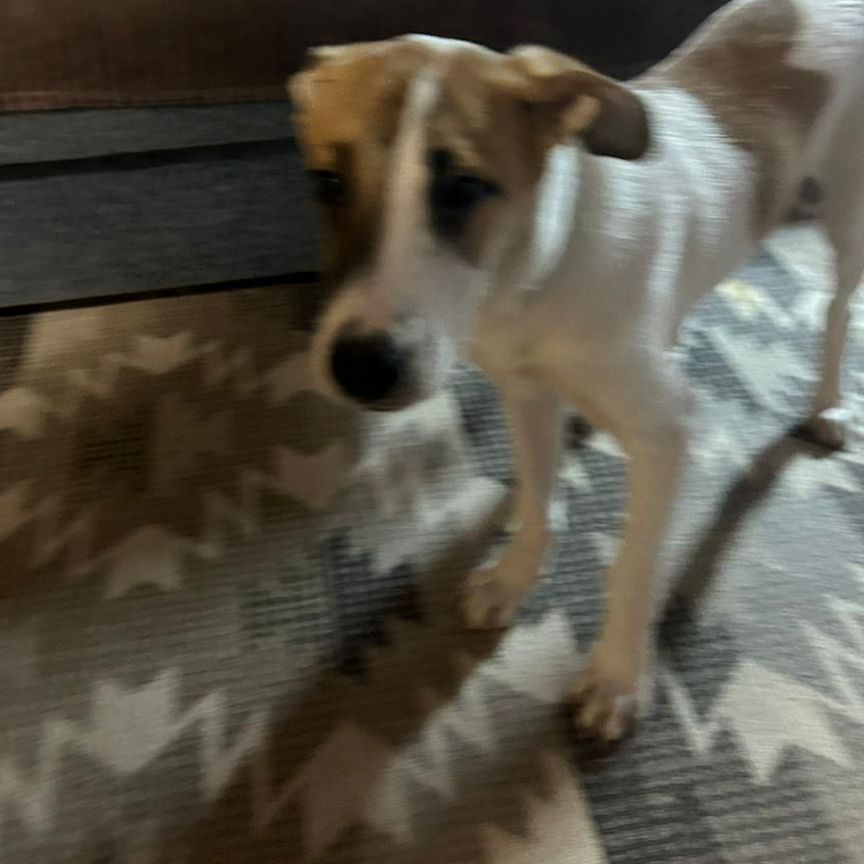 Джек-рассел-терьер, щенок