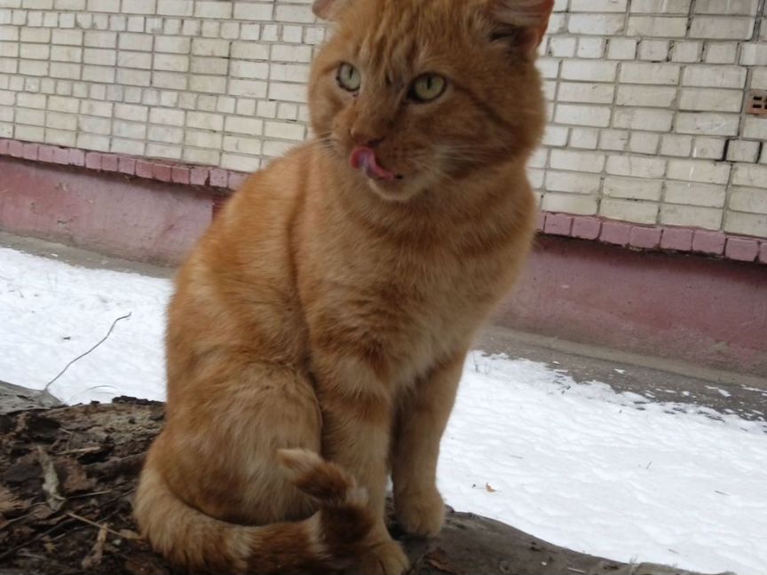 Котик бездомыш