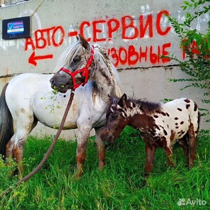 Кобыла пони