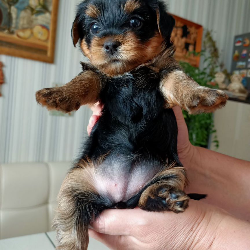 Йоркширский терьер щенки