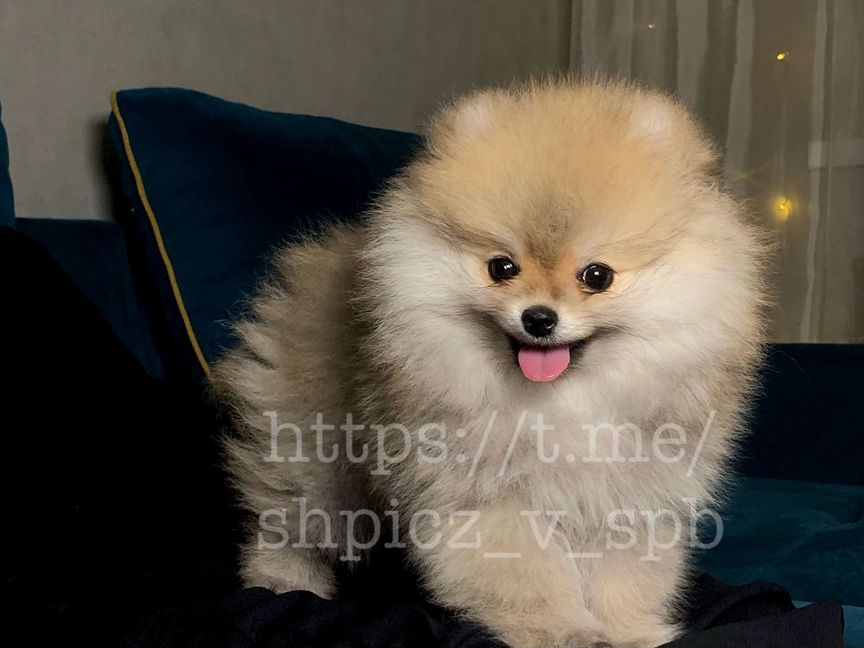 Померанский шпиц мини девочка