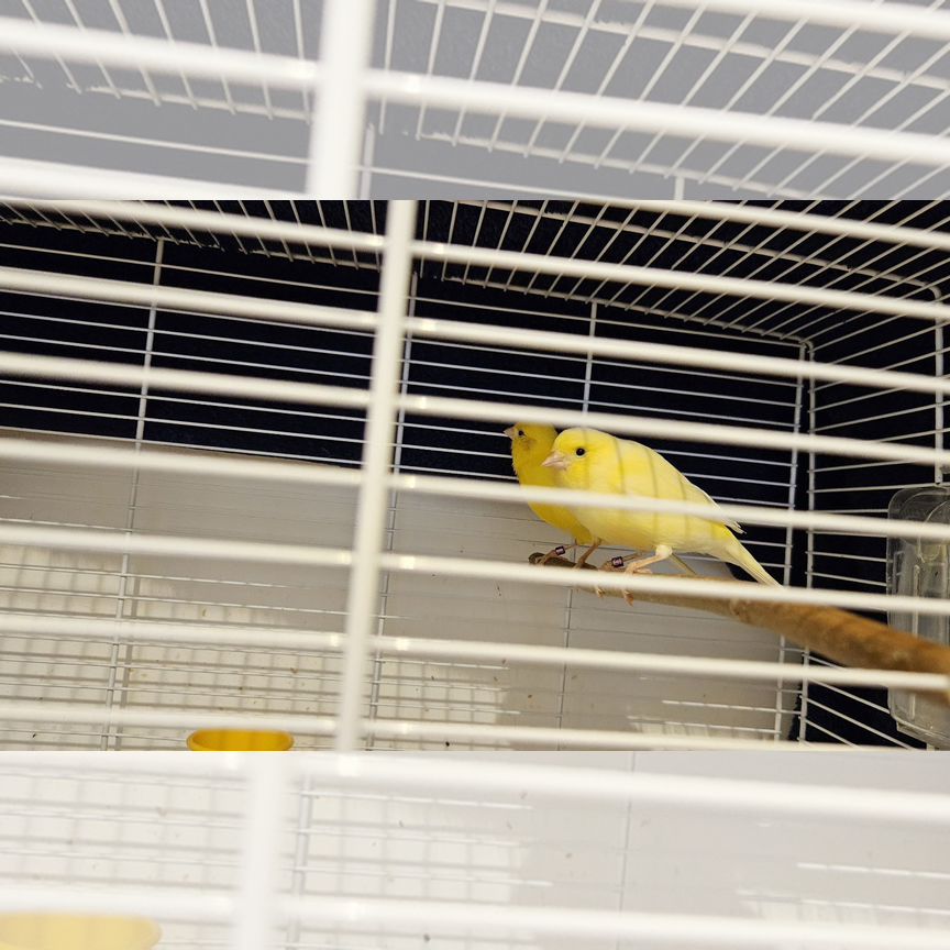 Канарейка овсяночного напева