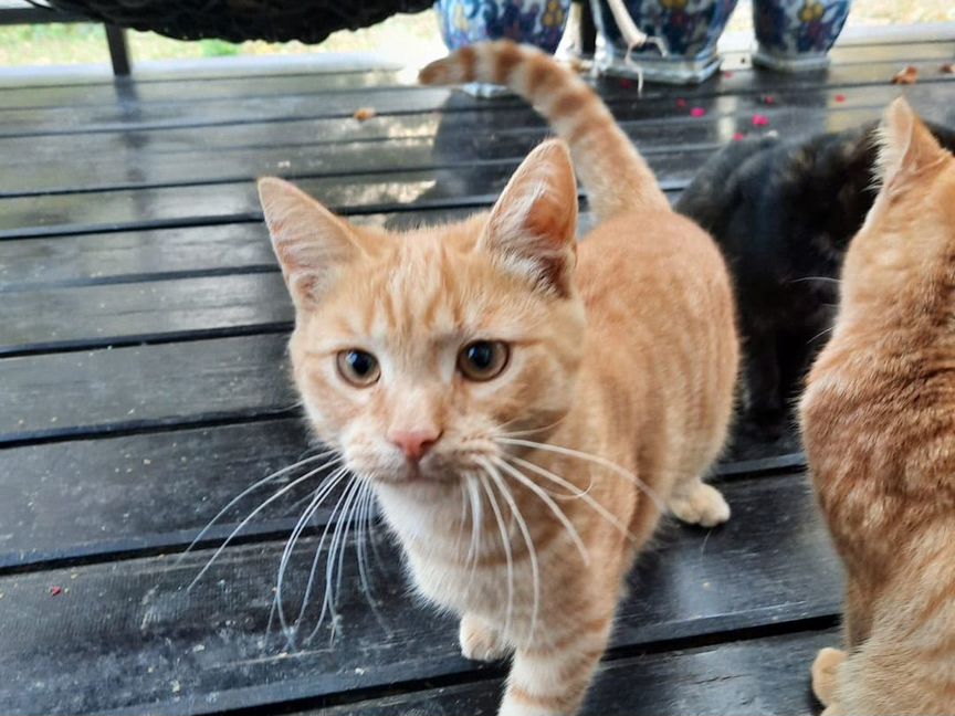 Невезучий котик-подросток рыжик ищет дом