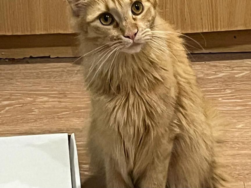 Котенок мейкун