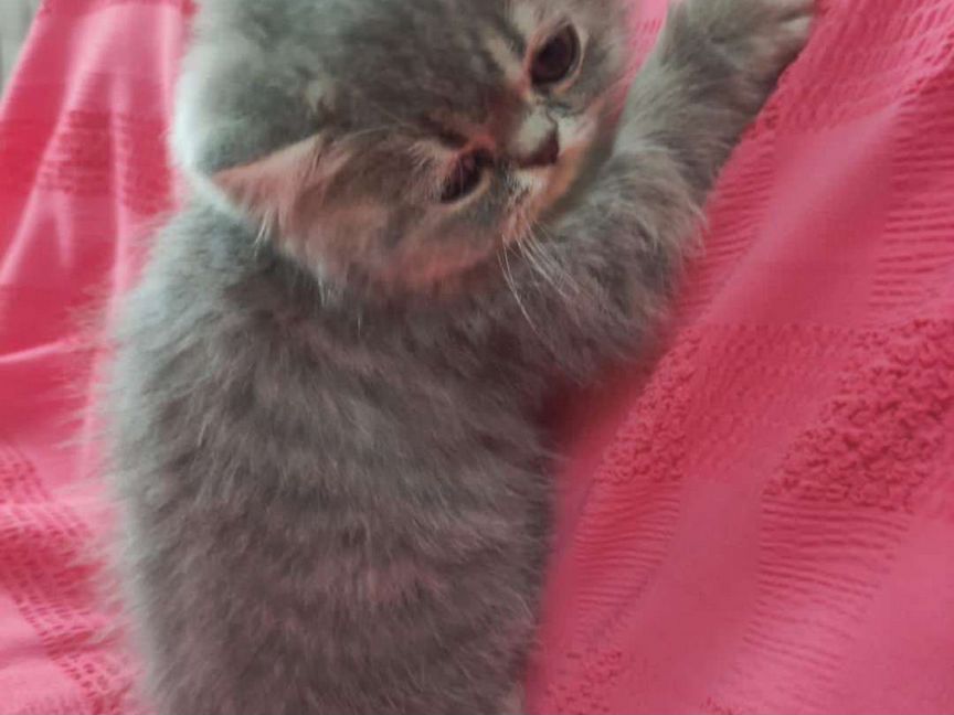 Экзотические короткошерстные котята