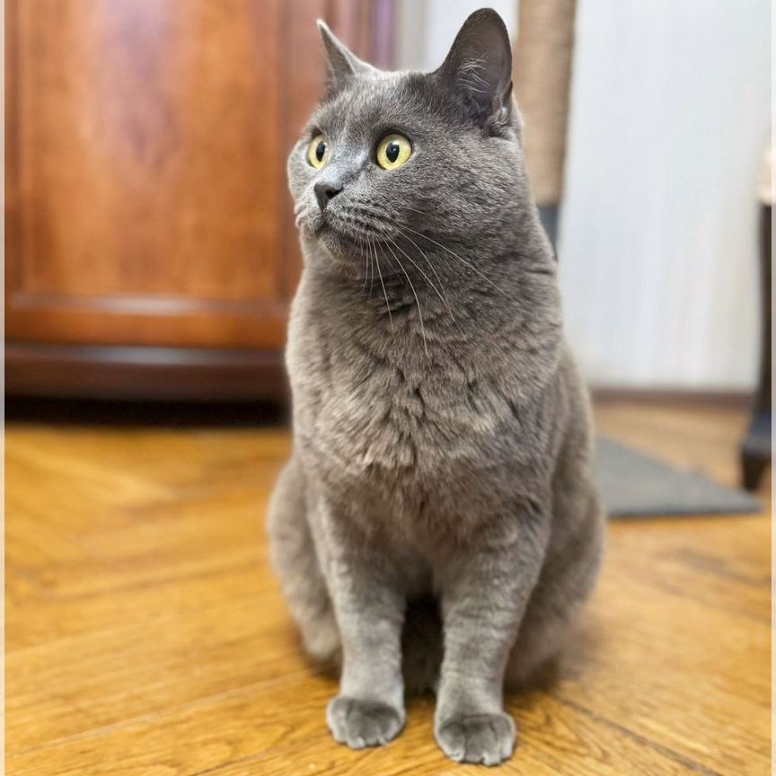 Британский кот