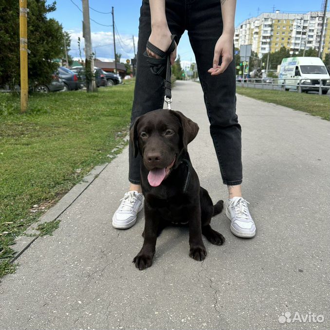 Щенок лабрадора 4 месяца шоколадная