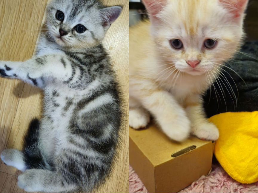 Котята в добрые руки бесплатно