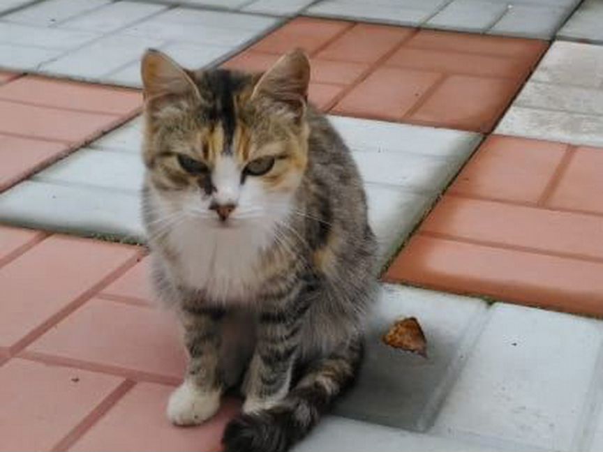 Котенок-девочка в добрые руки