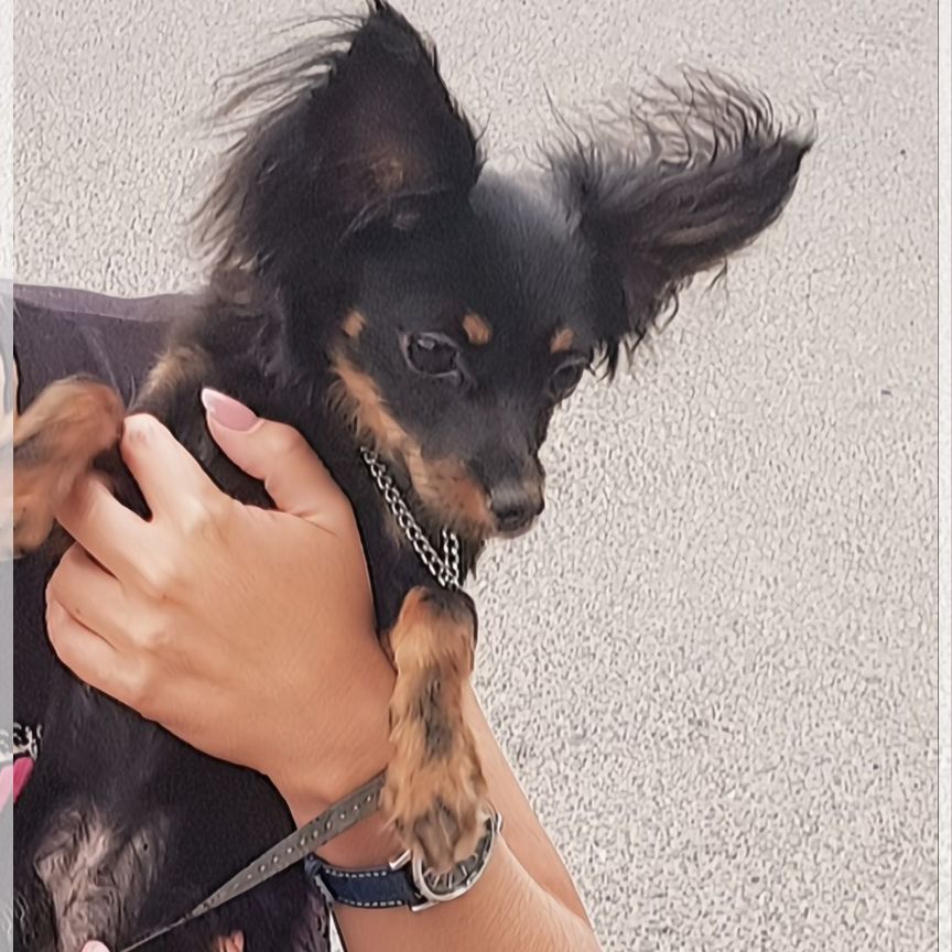 Английский той-терьер, щенок