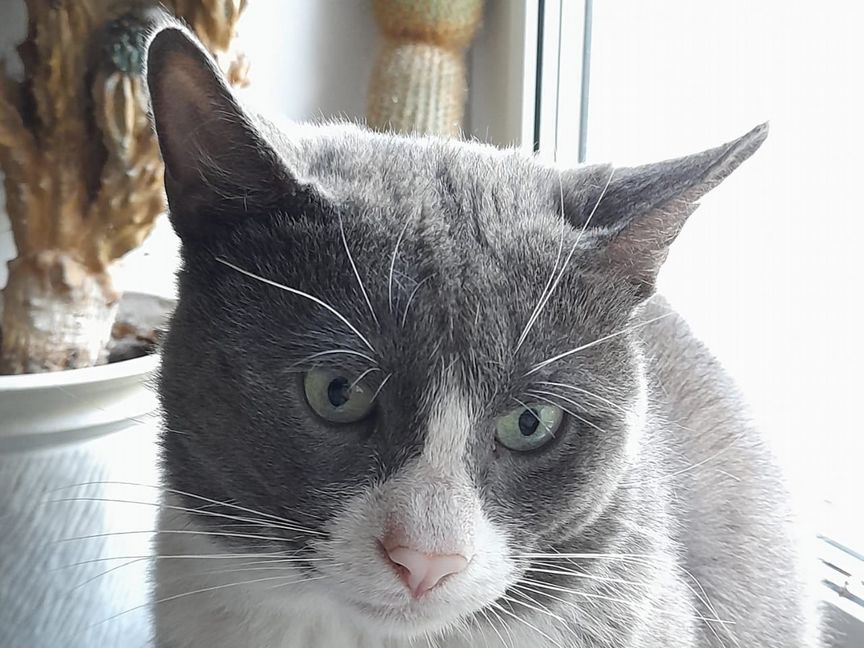Кот - исключительно деликатный и воспитанный