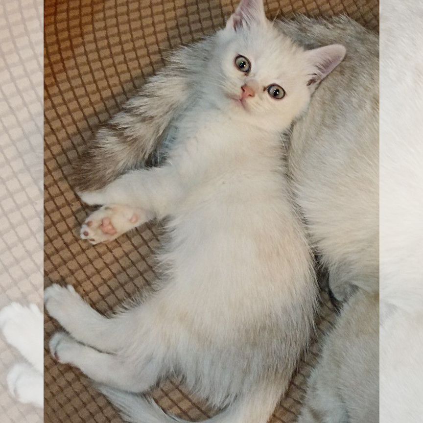 Шатланские котята