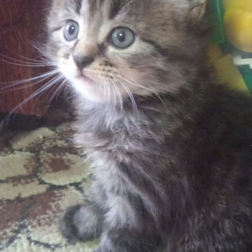 Милые котята
