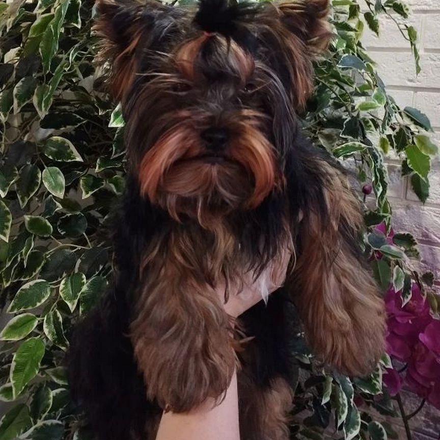 Йоркширский терьер, щенок