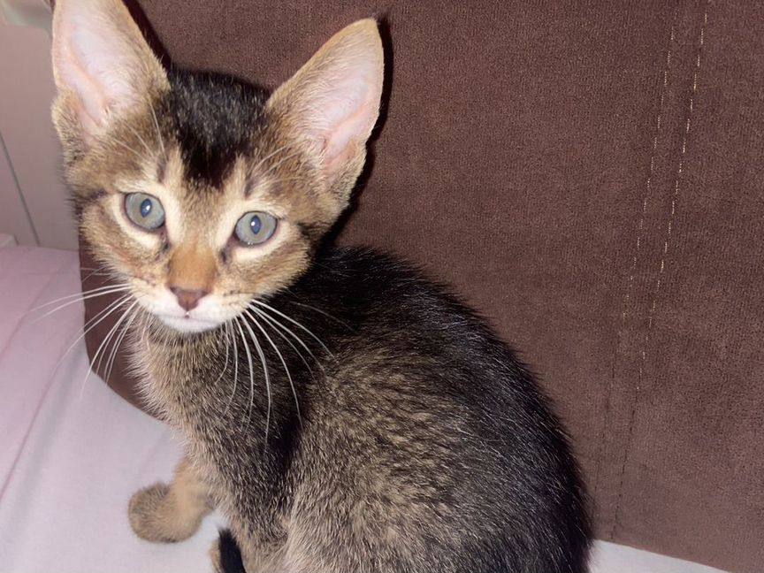 Котята сибирские с абисинской