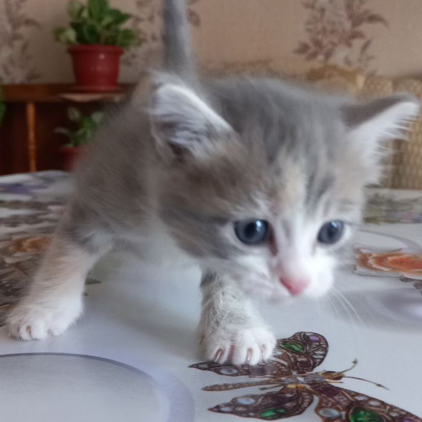 Котёнок в добрые руки
