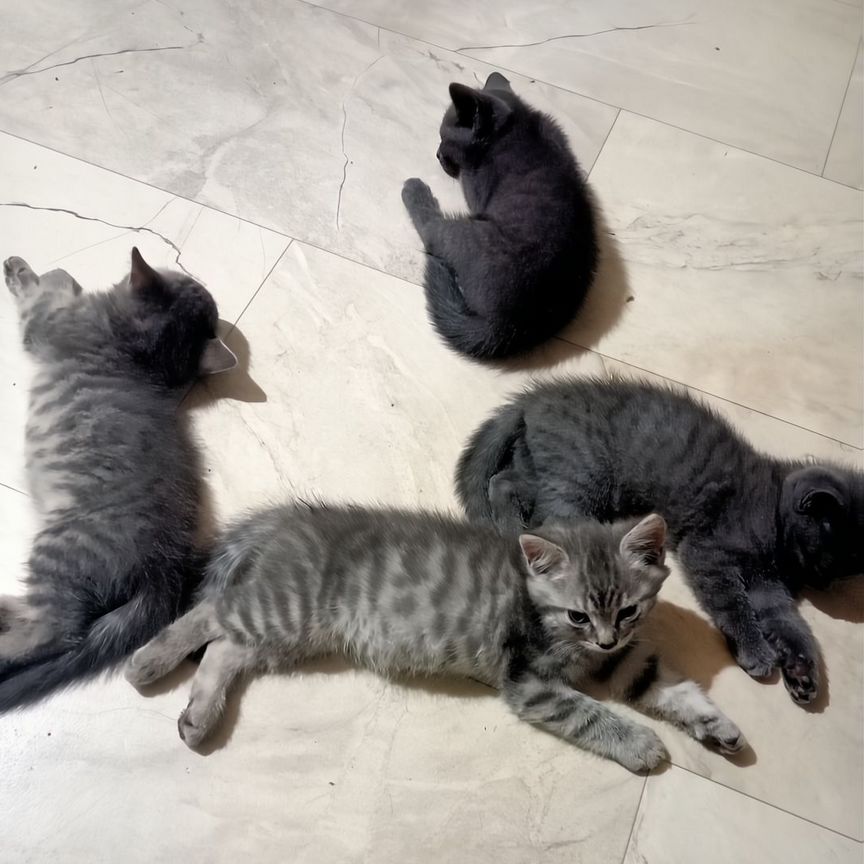 Британский короткошёрстный котёнок